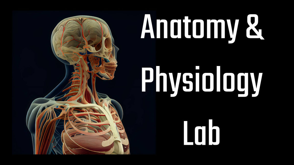 Anatomy & Physiology Lab | Meta Quest Game