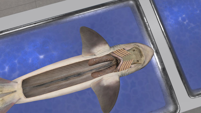 Dissection Simulator: Shark Edition | Hra pro Meta Quest